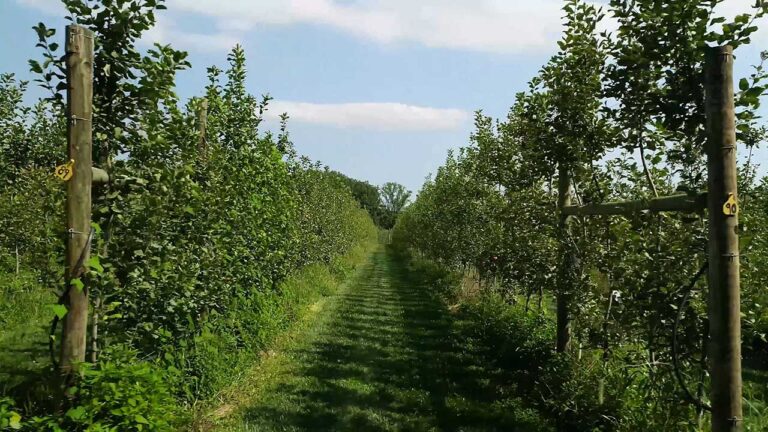 Orchard and Vineyard Posts | West Branch Wood Treating Sales