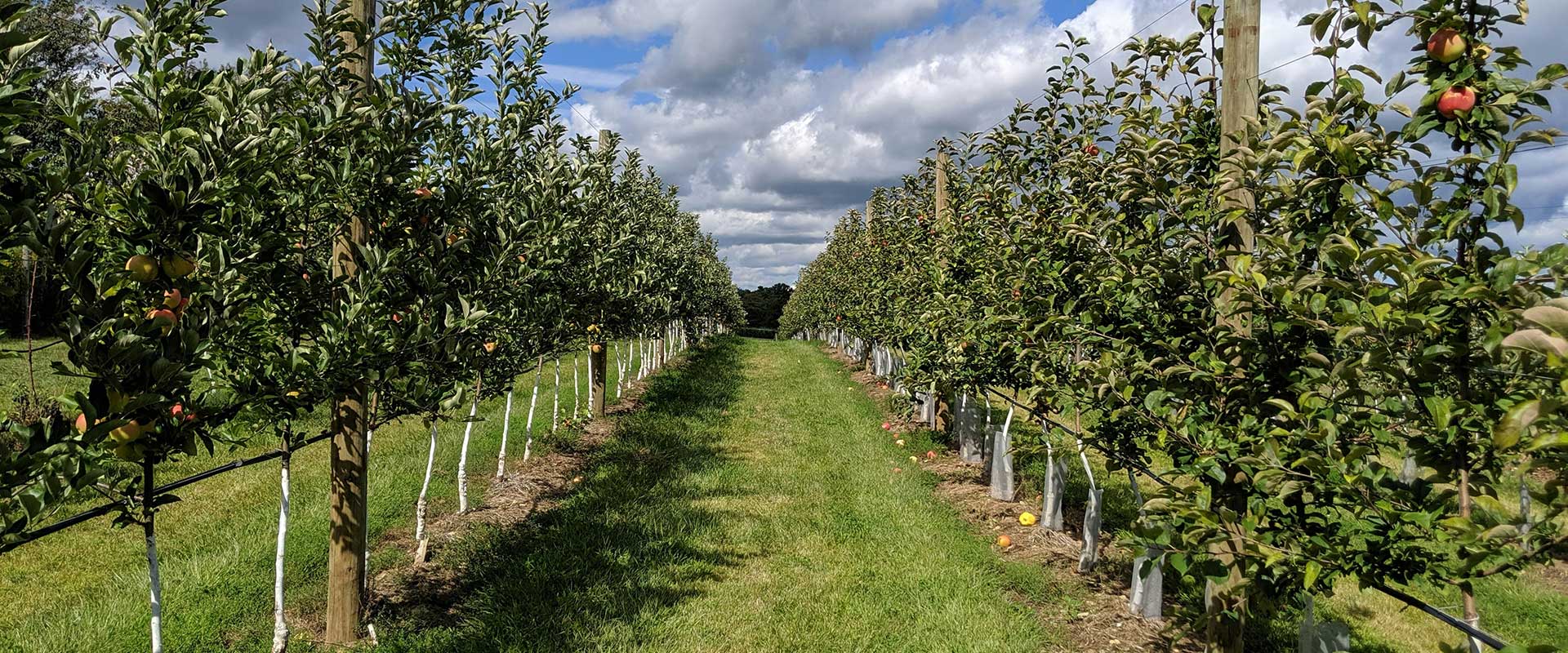 Treated Orchard Trellis Posts for Farms | Treated Wood Posts